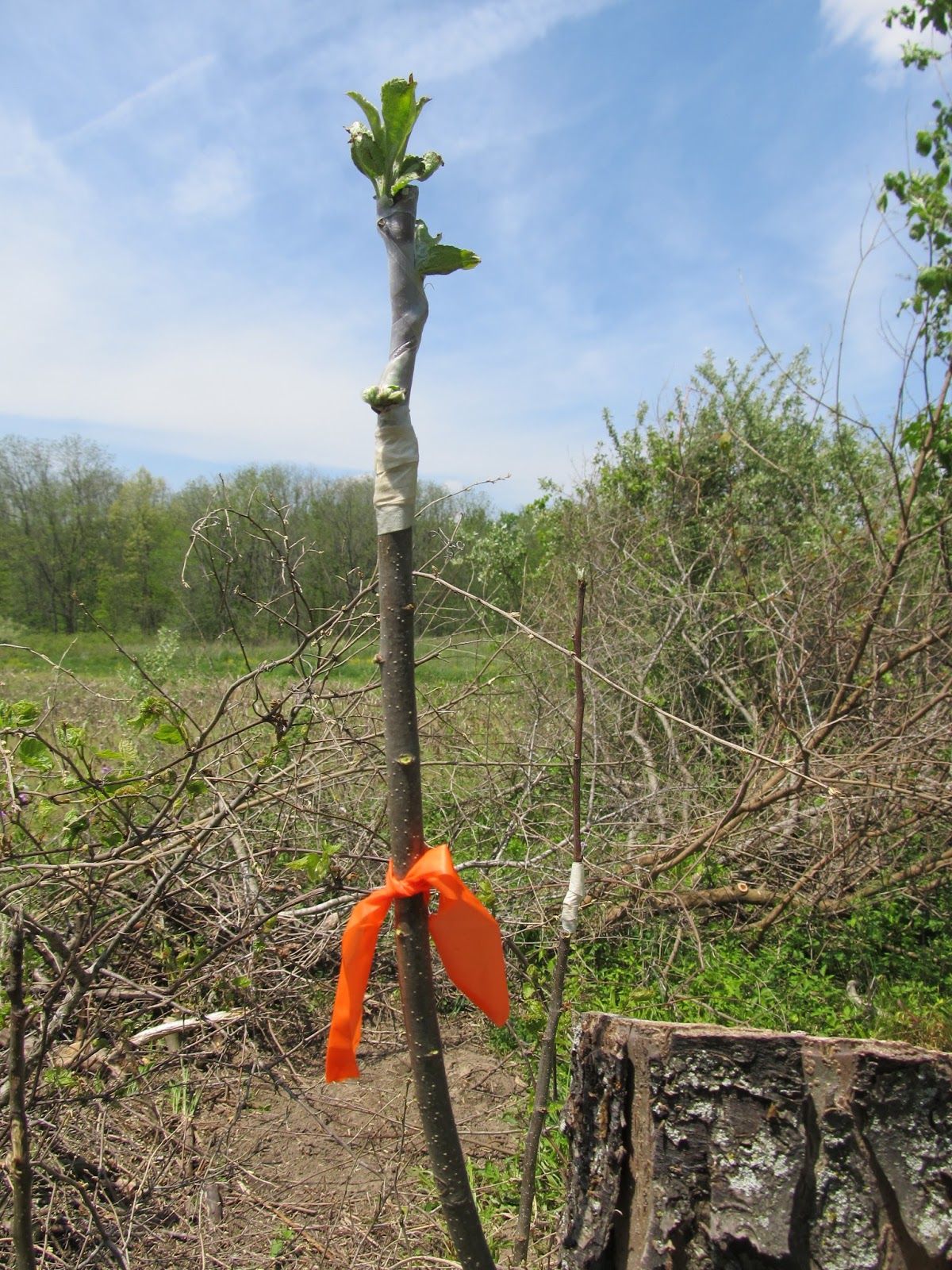 Eaton Rapids Joe: Looking at used vehicles and armoring newly planted trees