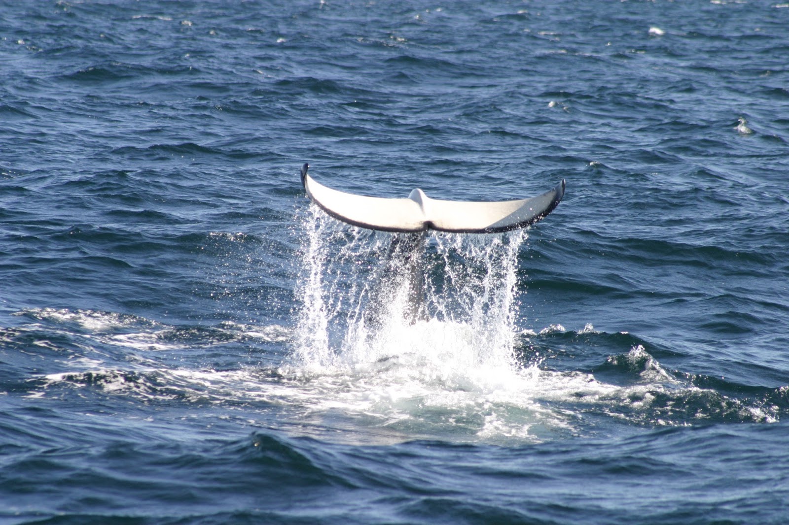 Brier Island Whale Tales: Bay of Fundy's "Old Thom"