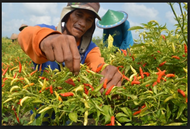 Pengertian Dan Definisi Tanaman Cabe Lombok - TENTANG ILMU
