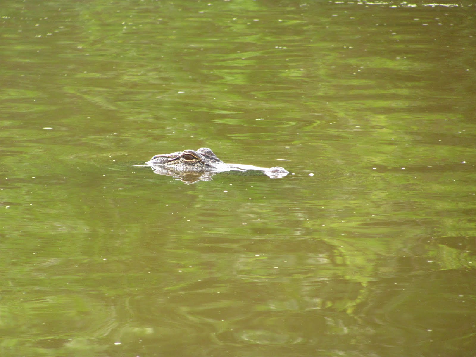 Dean and Becky's Hummer Adventures: Panther Swamp National Wildlife ...
