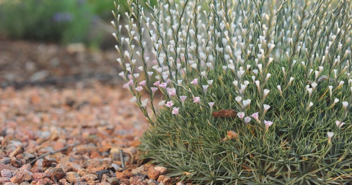 the modern house garden: acantholimon halophylum