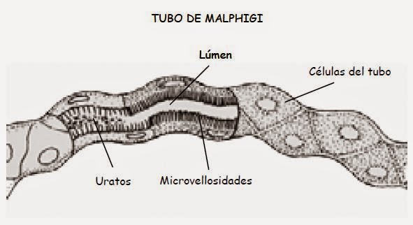 ~ Laboratorio de Insectos