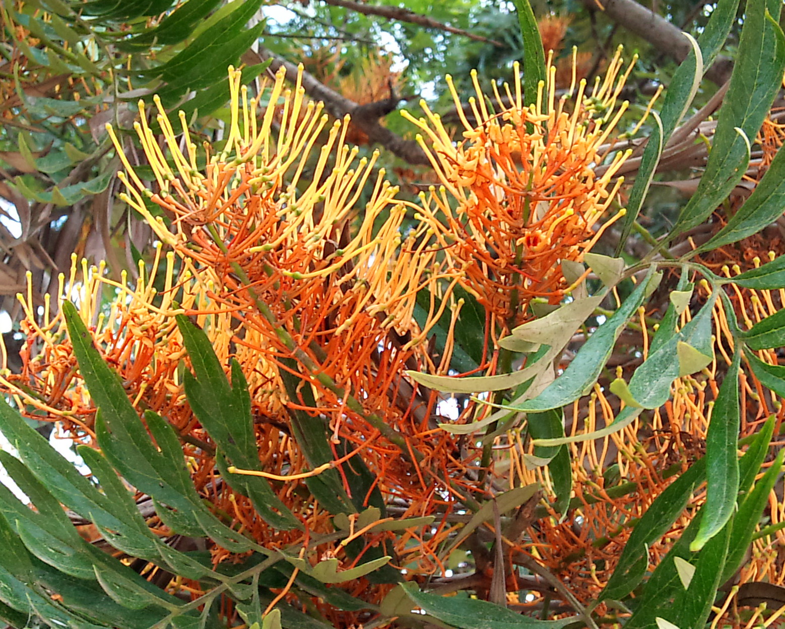 Árboles con alma: Roble australiano (Grevillea robusta)