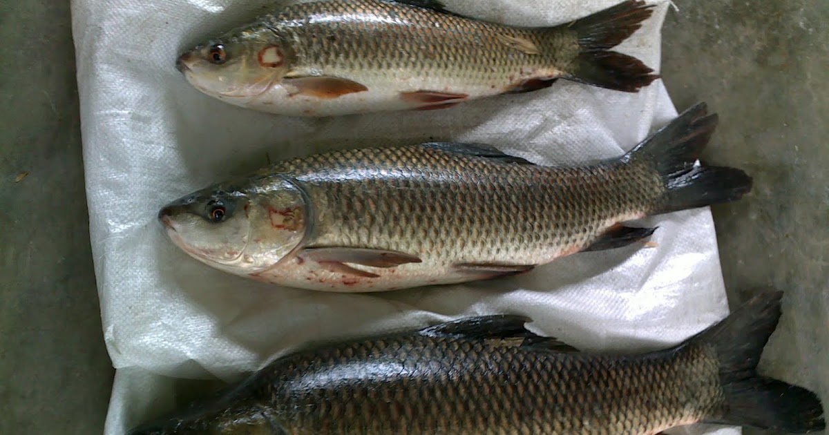 Ikan Rohu Sedap Masak Apa