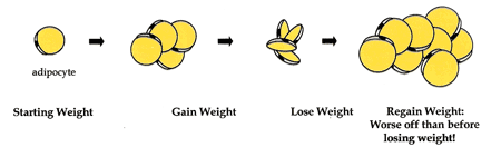 All Behaviour Is Meaning "Full": "This is (probably) why you're Fat"