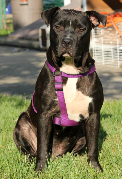 Dog Dumped at Boat Launch - The Menagerie - Chronicle Forums