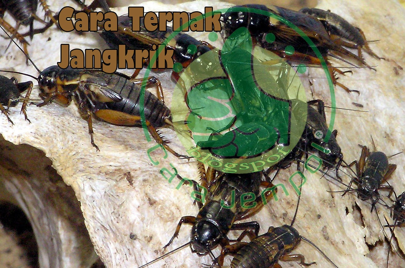Cara Ternak jangkrik, Dengan Benar dan Sukses - Cara Jempol