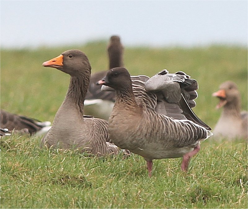 Murfs Wildlife : Pink-footed Goose
