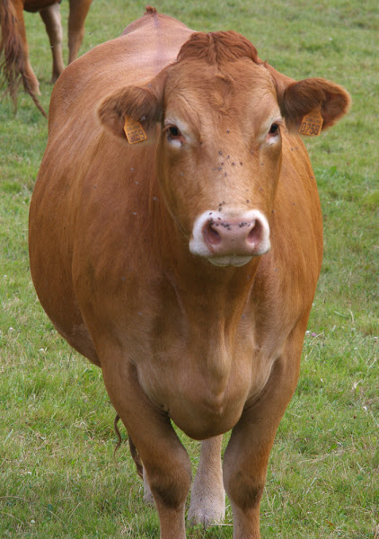 Limousin Cattle: Characteristics, Uses & Full Breed Information