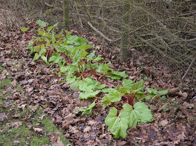 Milton Country Park Through the Year: March 2016