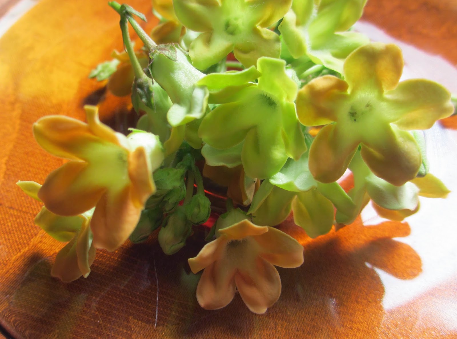 theperanakanconnection: Bunga tongkeng _flowers that perfume the night ...