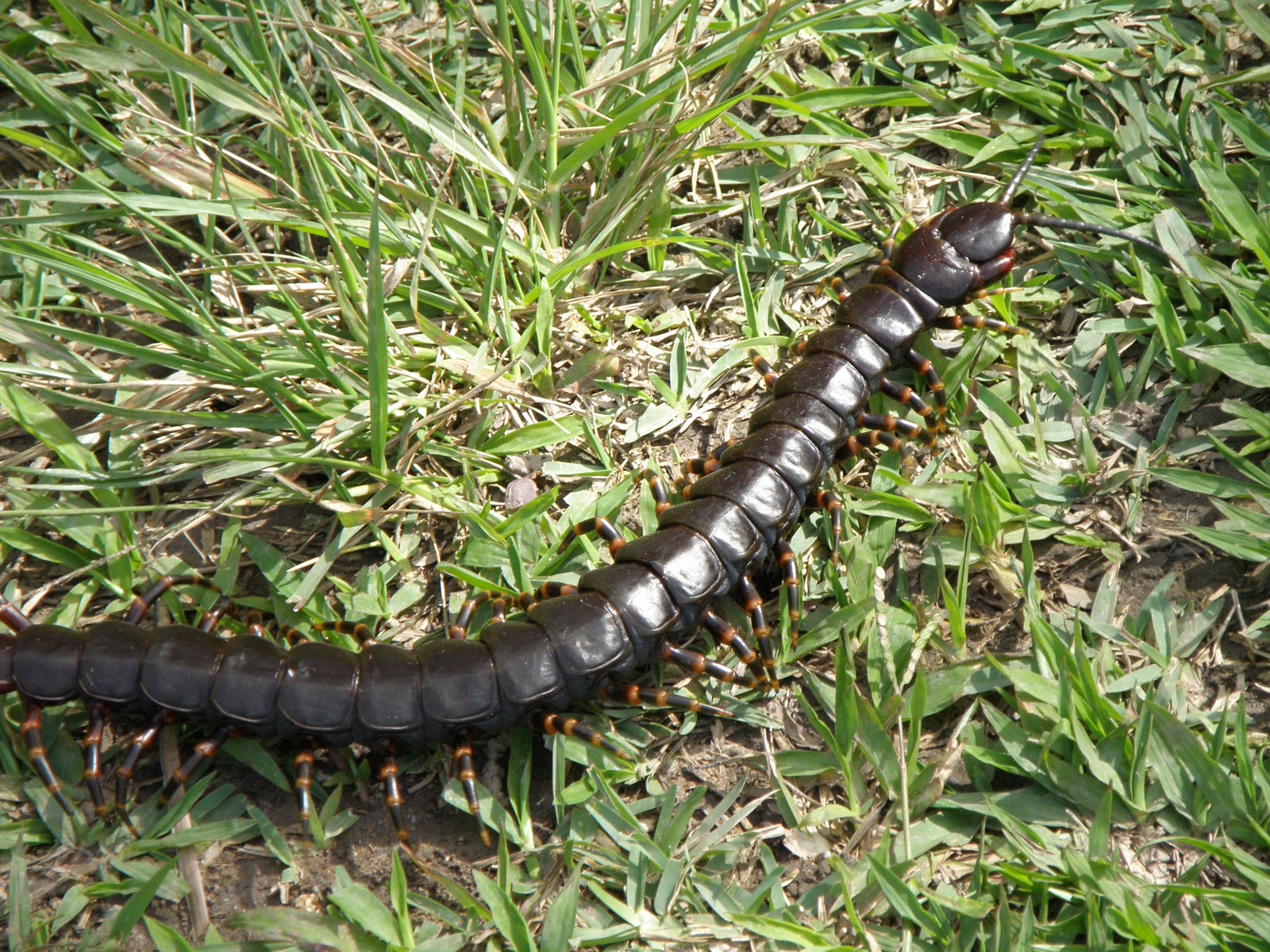 Explora la Venezuela Natural con Río Verde: La Escolopendra, un animal ...