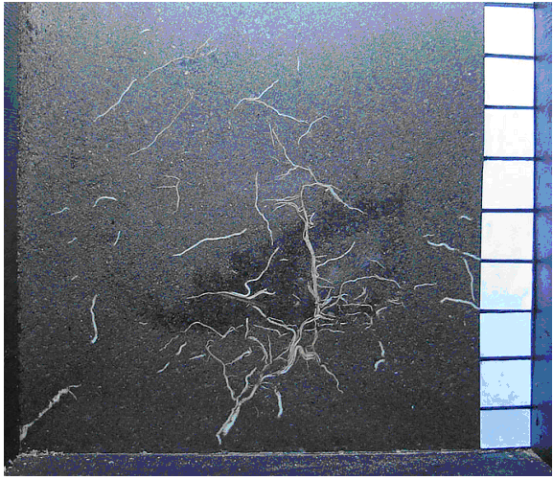 Agronomía: El Rizotón