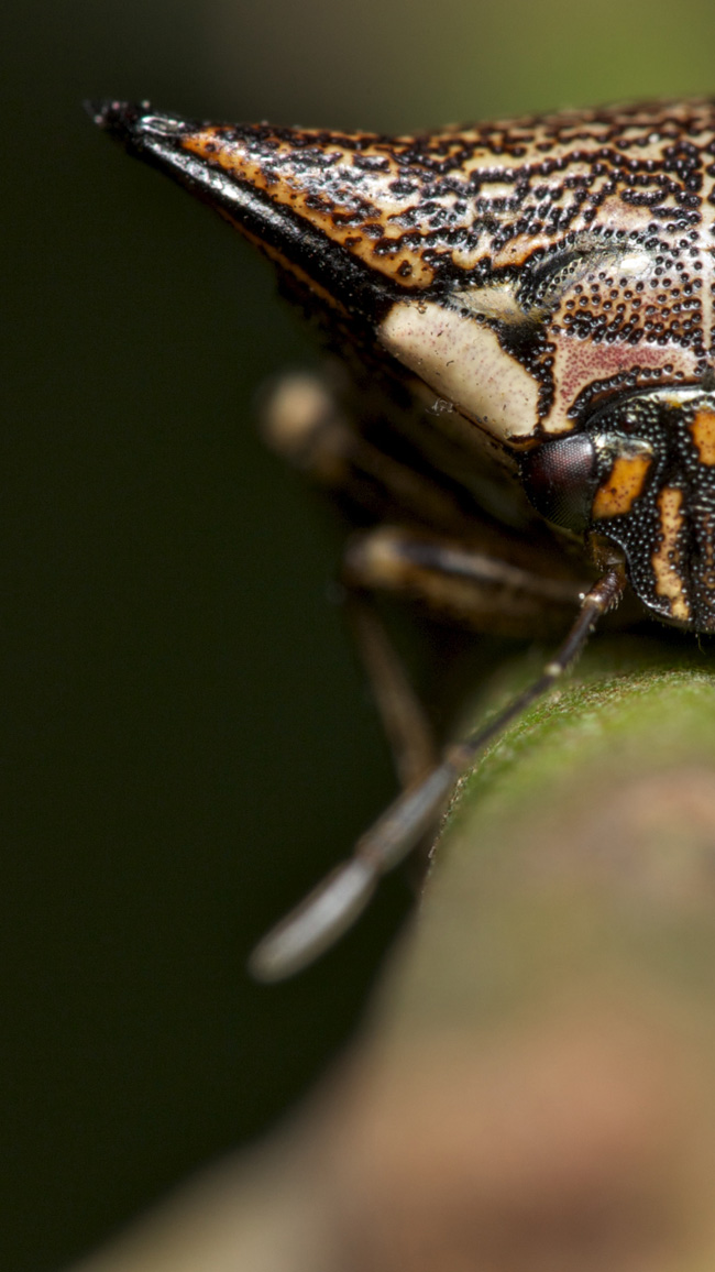 ムシをデザインしたのはダレ？: ウシカメムシ