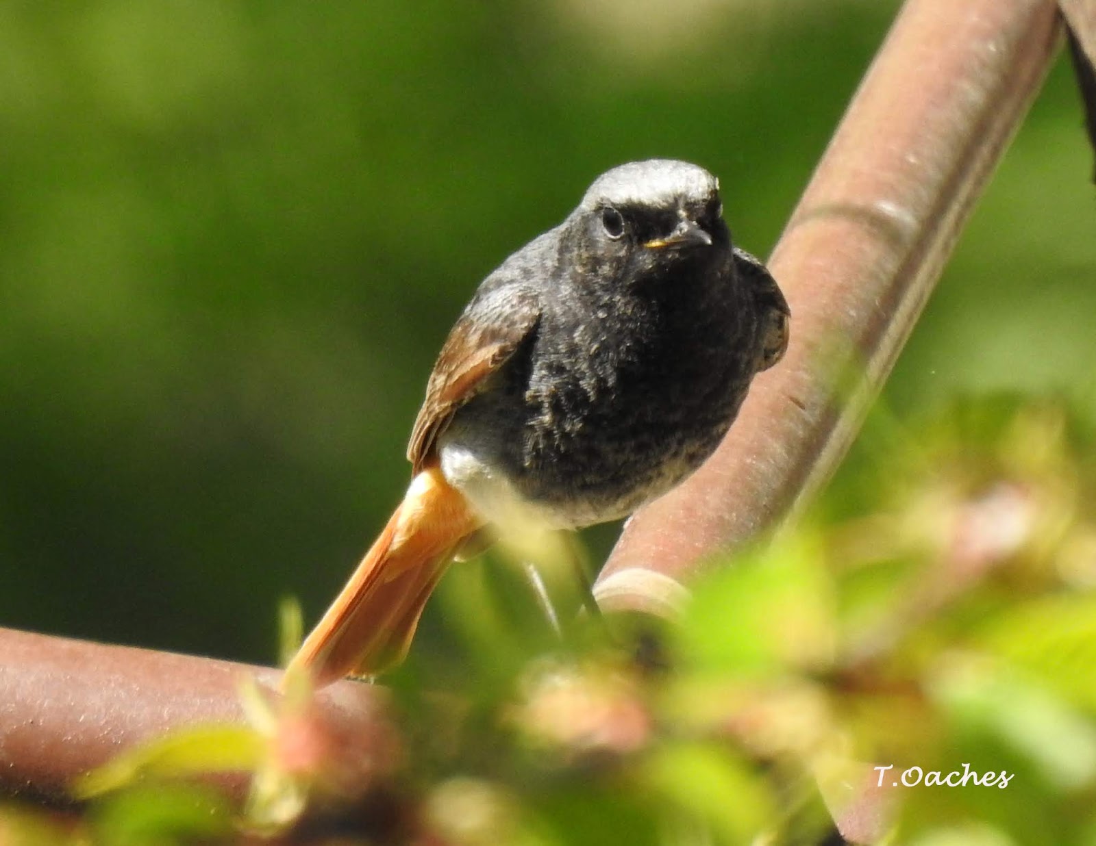 PASARI DIN ROMANIA: CODROS DE MUNTE (1), Phoenicurus ochruros