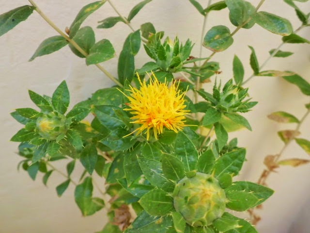 Tiesto urbano: Azafrán canario (Carthamus tinctorius)