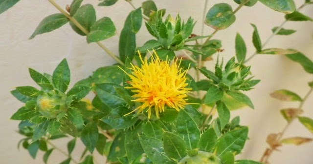 Tiesto urbano: Azafrán canario (Carthamus tinctorius)