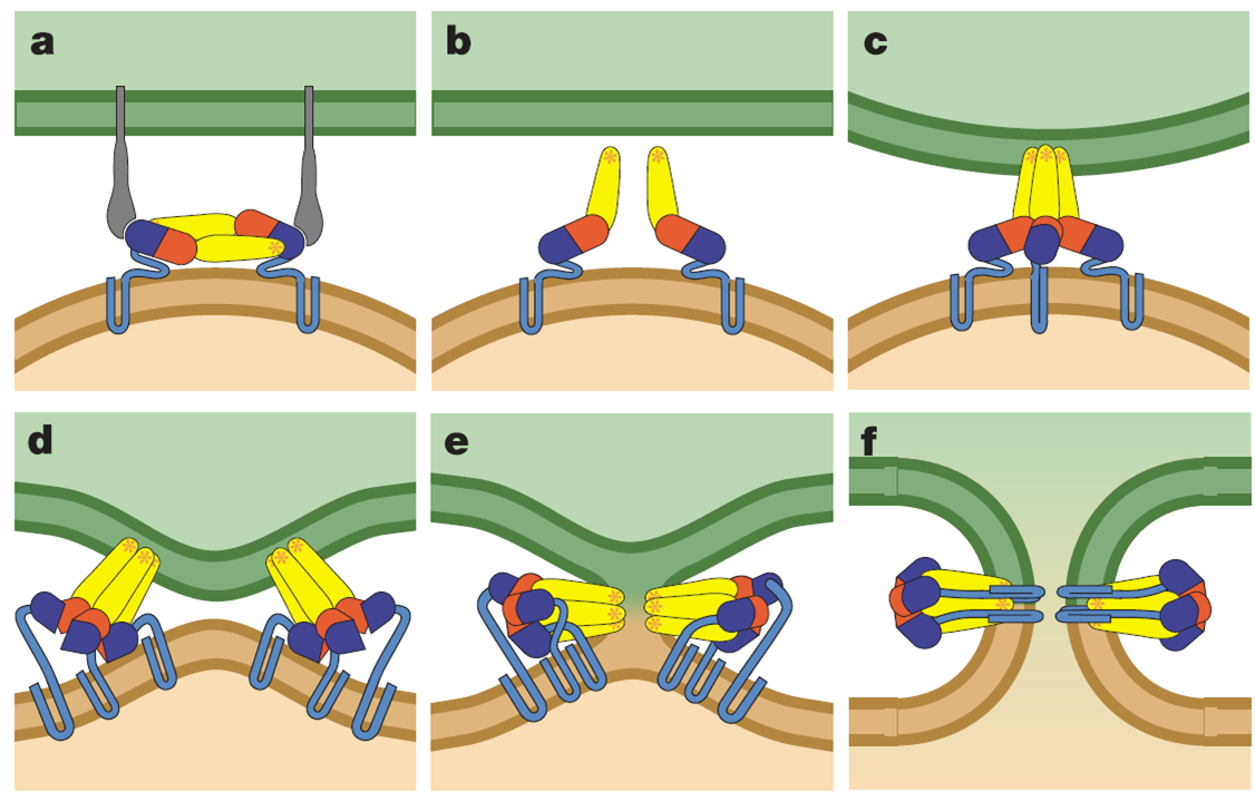 Dengue Virus Envelope Protein Cell Invader Dengue Virus Envelope Protein