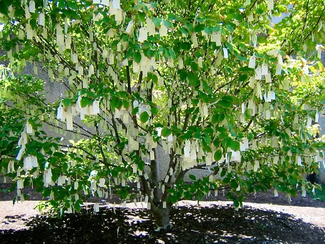 The Wish Tree - a new/old Tradition