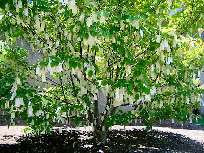 The Wish Tree - a new/old Tradition