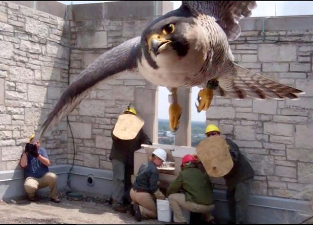 Funny Cool Pictures: Falcon's Attack