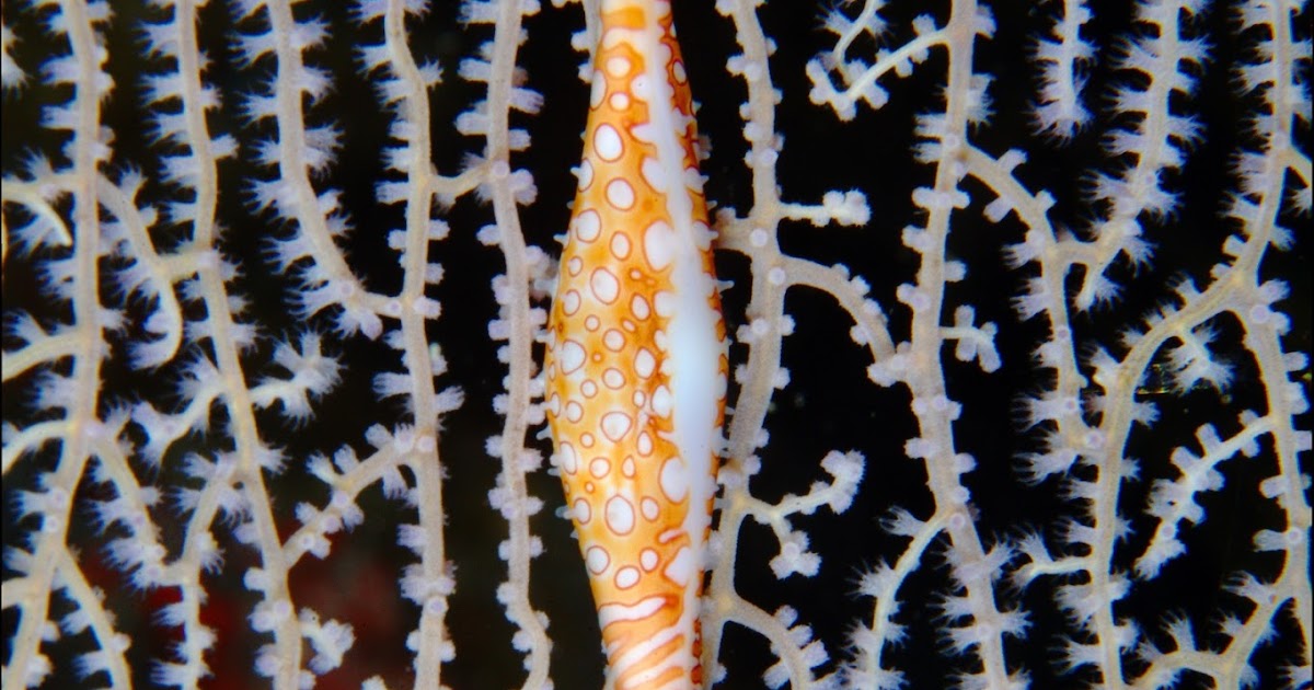 Real Monstrosities: Spindle Cowry