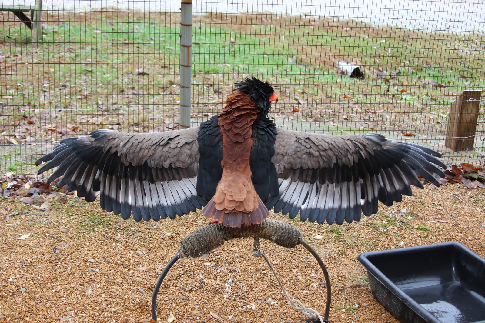 World Bird Sanctuary: Sunbathing -- Avian Style