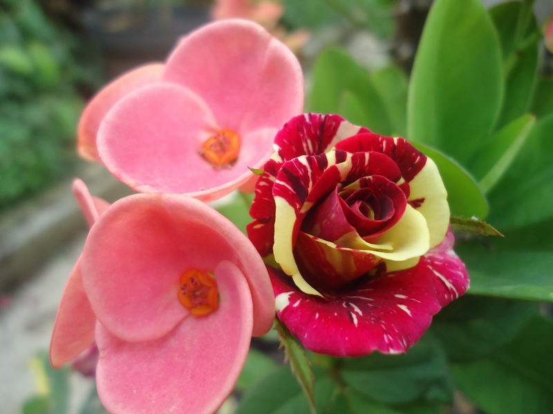 Bunga Mawar Pelangi Seindah Pelangi - Rumah Daun Muda