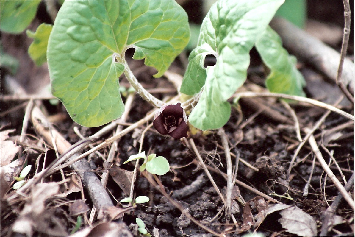Isabella Conservation District Environmental Education Program: Native ...