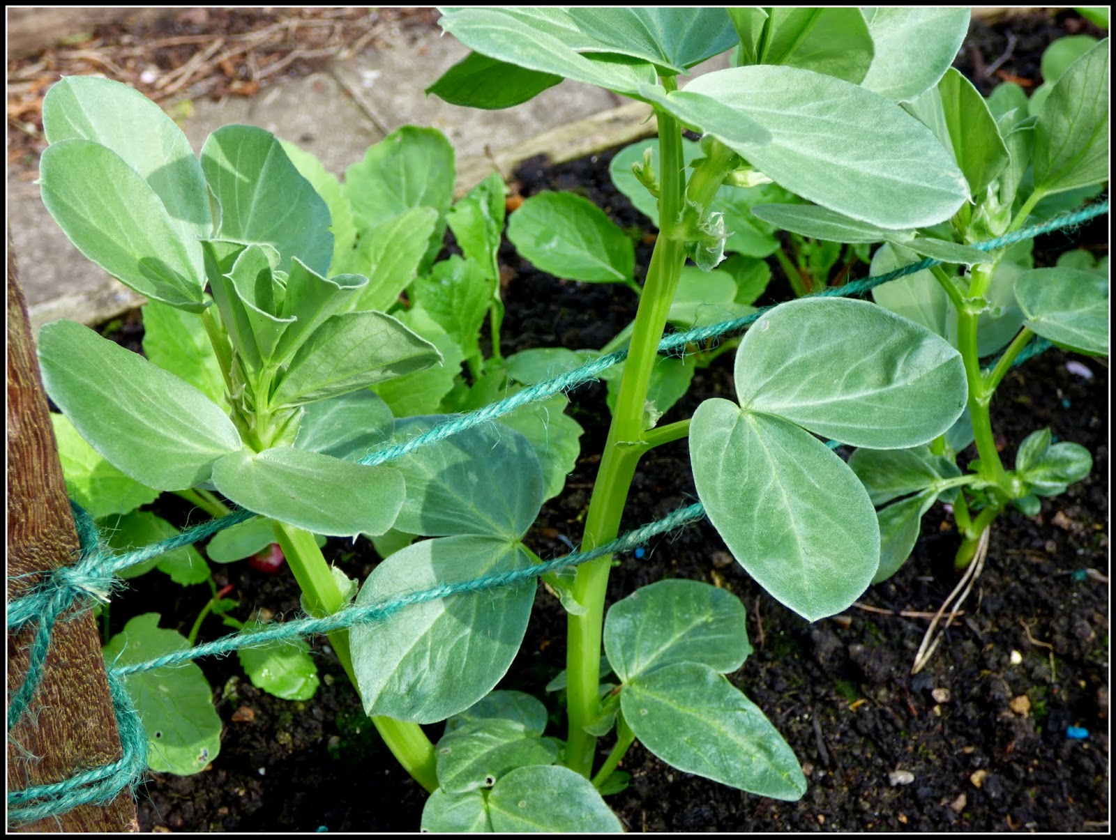 Mark's Veg Plot: Broad Beans