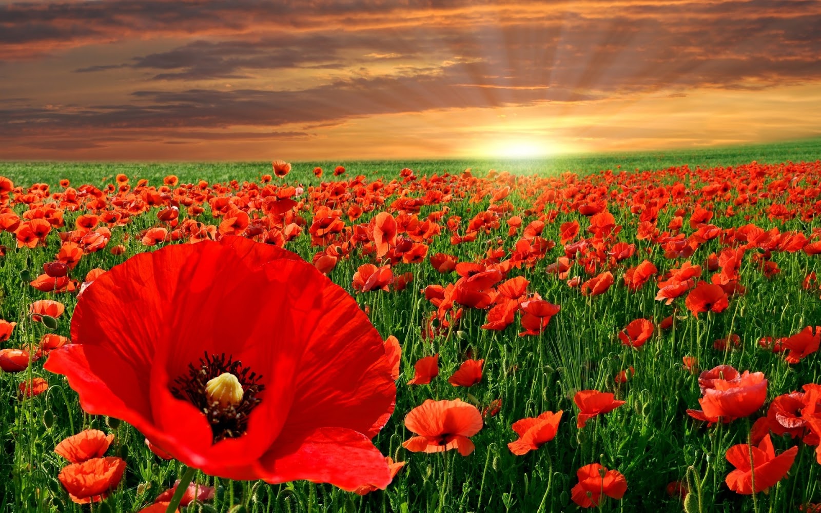 Red-Flower-Field-Background