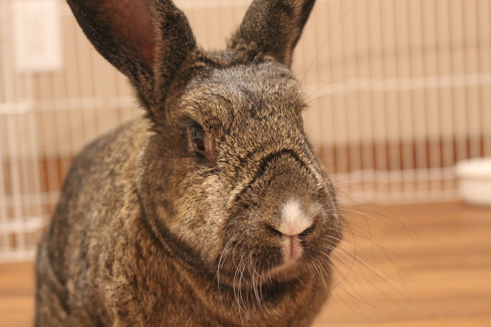 Tales from The Raspberry Rabbits: 2018