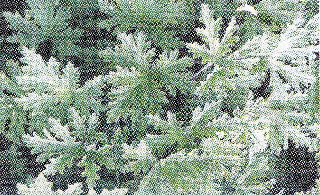 GERANIUM : Tanaman Hidup Pengusir Nyamuk | Omah Sehat