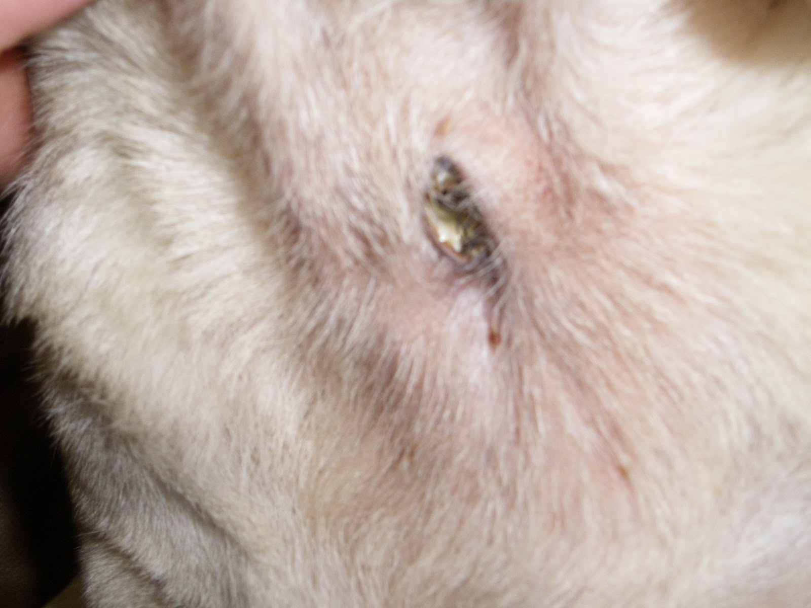 Dog Tracheostomy: Aftercare