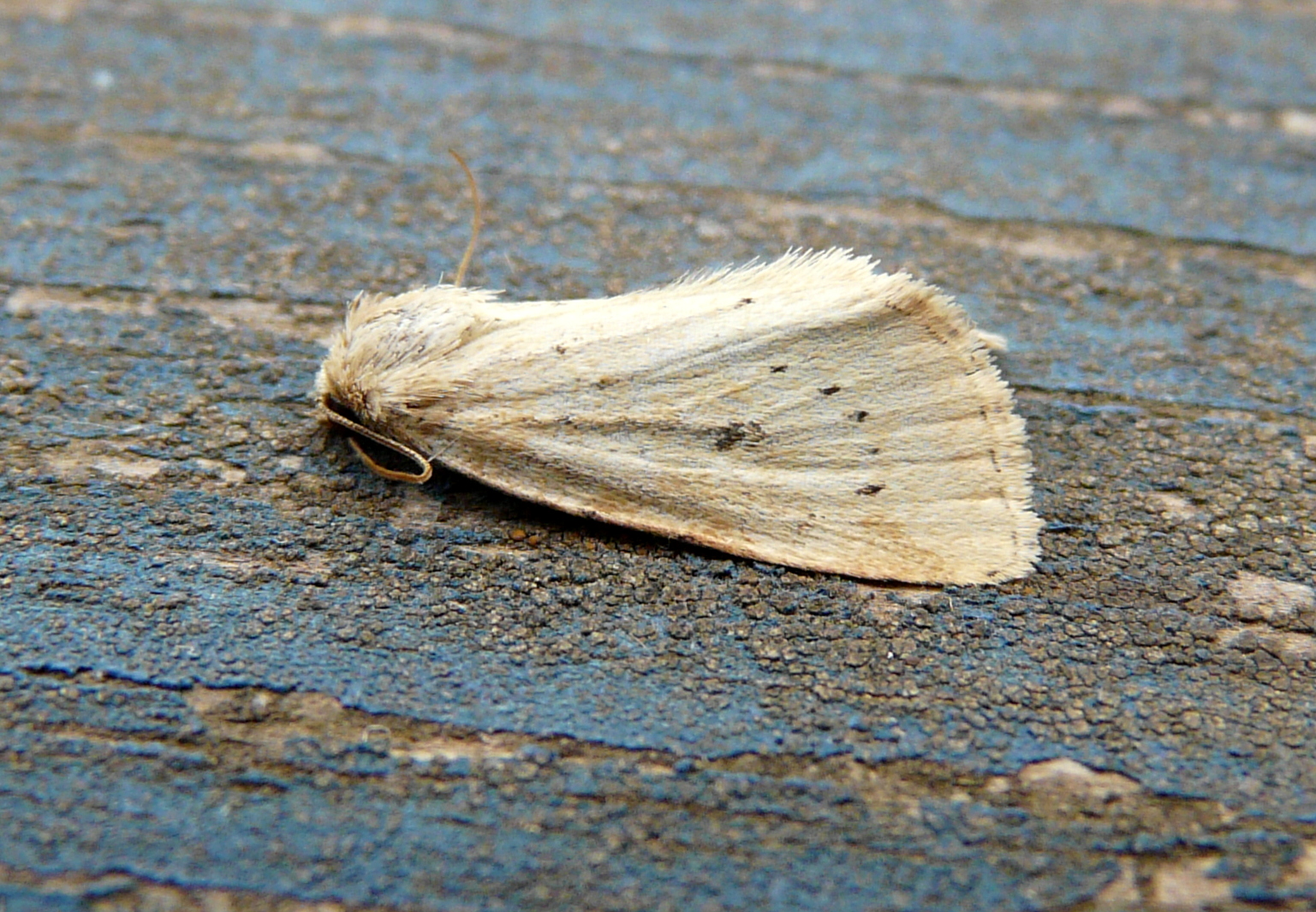 birdingexmouth: Northern Spinach, Two-spotted Neb and Plum Fruit Moth