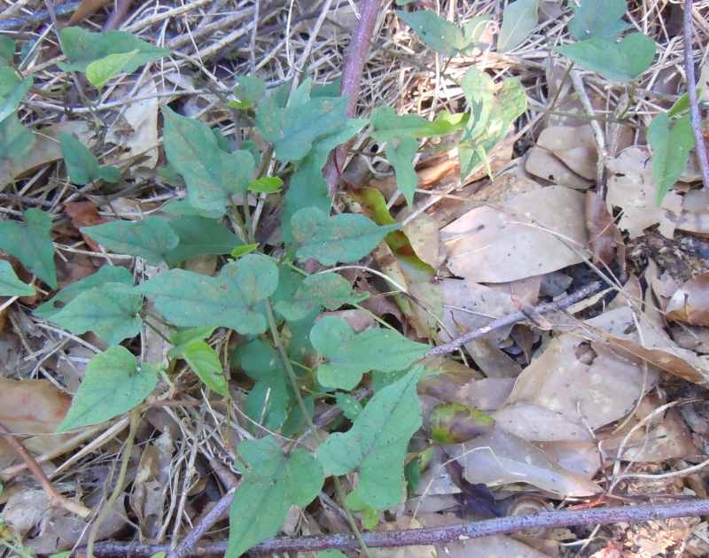 Gardens-In-The-Sand: Wild edibles, a walk around my yard