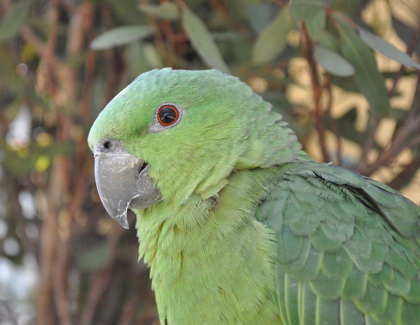 ZOOTOGRAFIANDO (6.100 ANIMALS): LORO COLICORTO / SHORT-TAILED PARROT ...