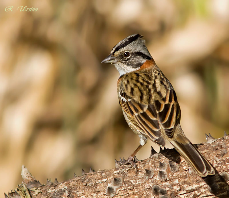 AVES NUESTRAS: CHINGOLO