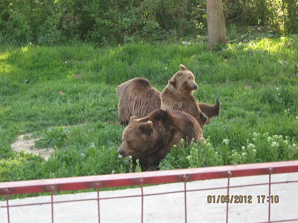 ORB IN LUMEA SURZILOR: ZOO BUCOV & ZOO BANEASA