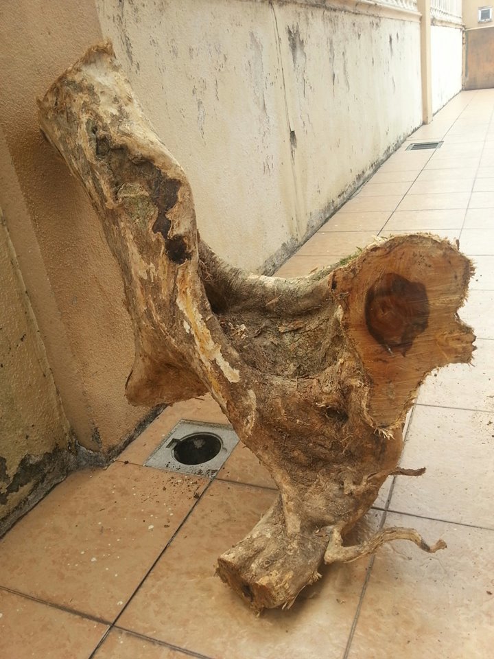 Kayu Warisan Malaysia: Kayu Kemuning emas