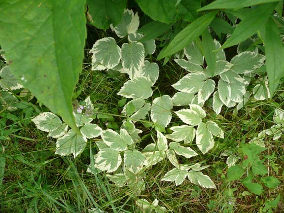 The Interwoven Heart: HONESTY