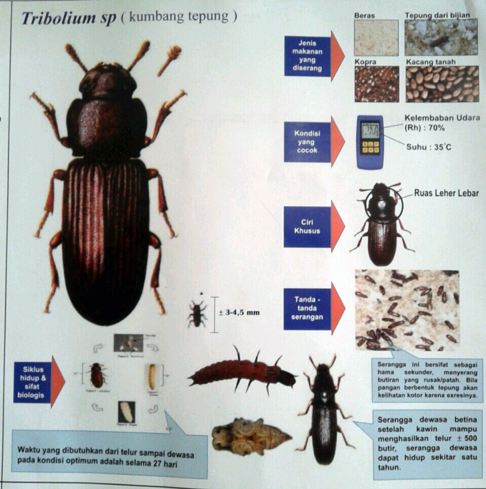 Jenis-jenis Hama Gudang Beras ~ blog sukasuka