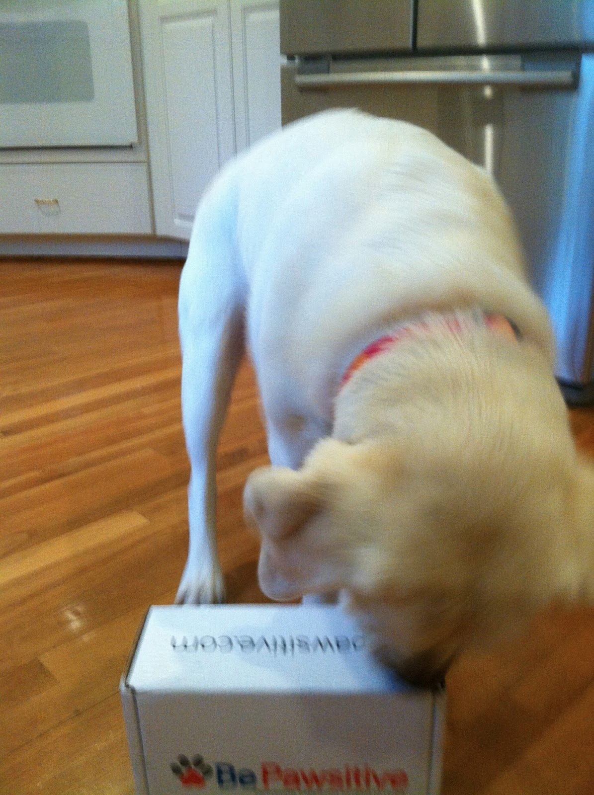 The World According to Garth Riley: Be Pawsitive Treat Box Product Review