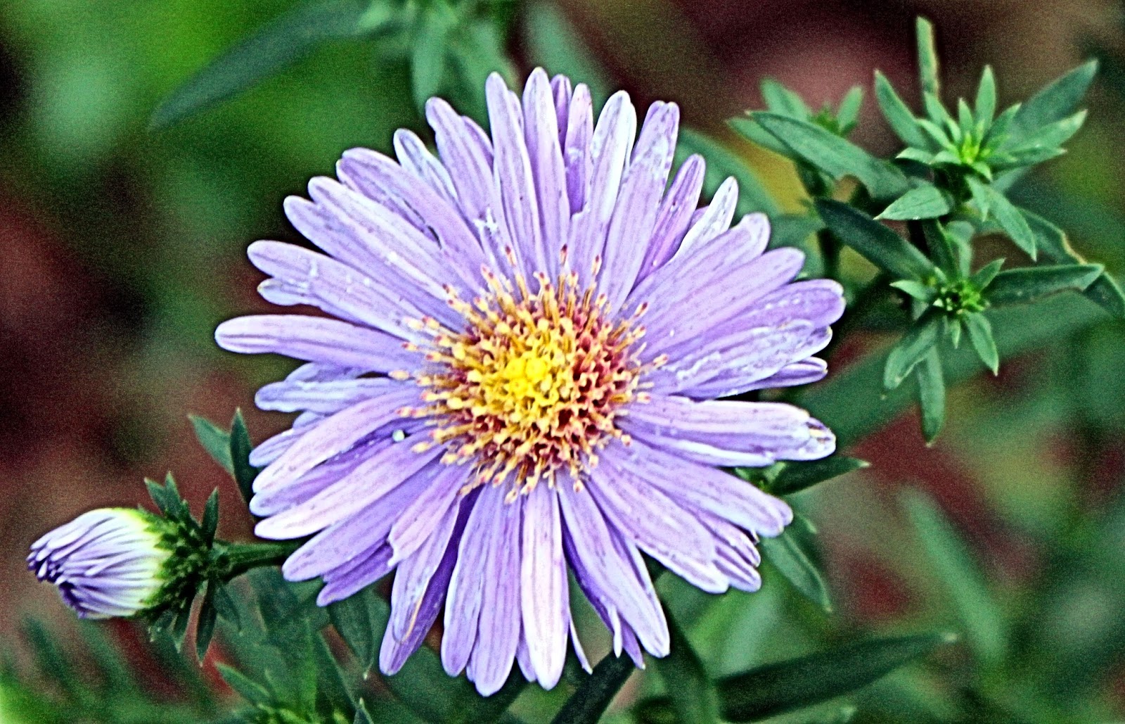 12 Photos Of Asters In My Garden