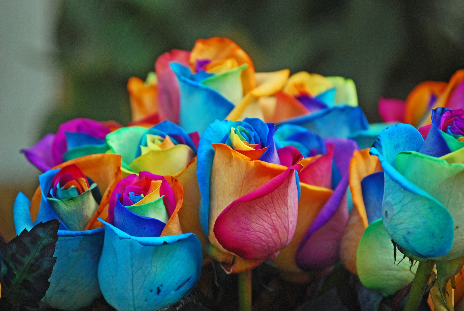Most Beautiful Rainbow Roses... ~ Big Collection Spot