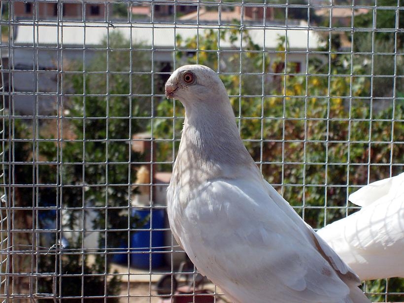 Rafeno Cropper-pouter pigeons ( Buchon Rafeño ) - Pigeons fall