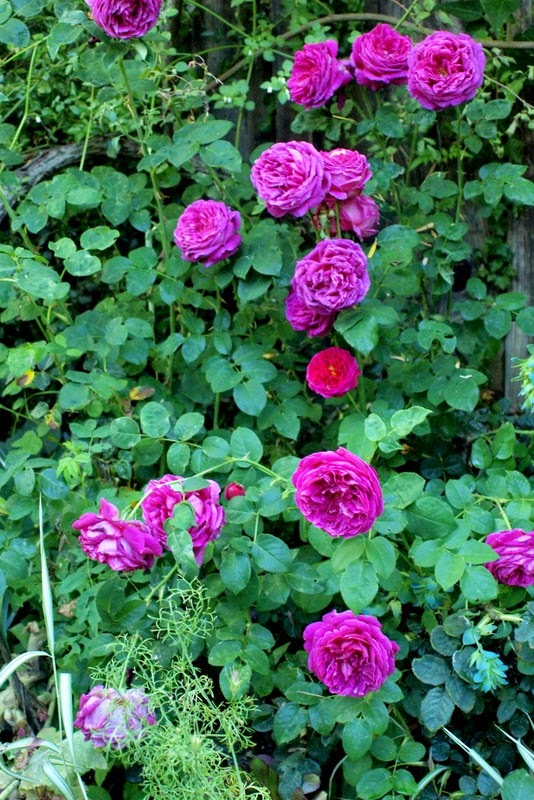 El cuidado de las plantas y el jardin- Sandra Gómez-: Rositas rococó