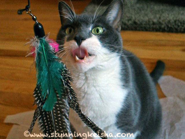 Cats of A Feather | Stunning Keisha