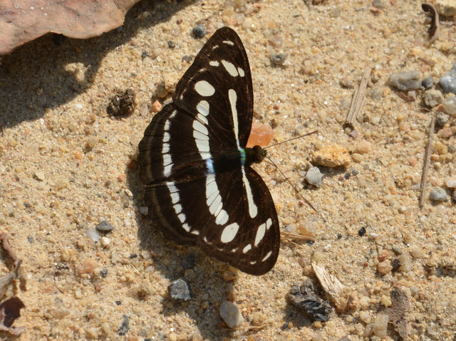 The Forested Path (and Beyond): BUTTERFLIES of RAUB: The Lance Sergeant ...