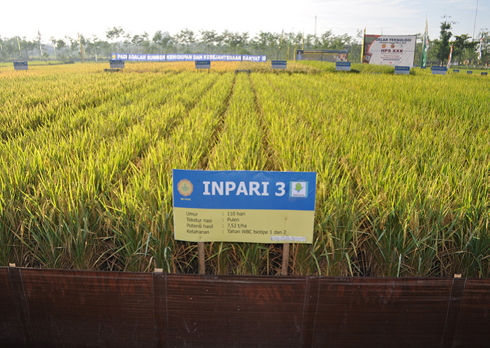 Teknologi Jajar Legowo pada Tanaman Padi | ᴥ Galeri Padi ᴥ